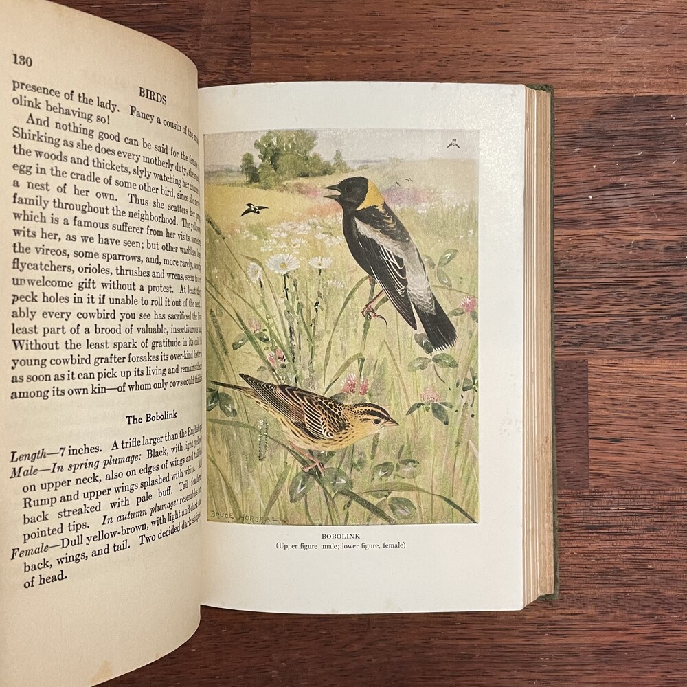 1900s vintage book of birds