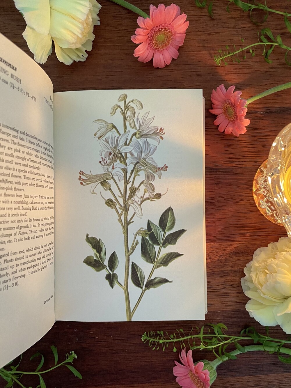 vintage garden flower book, UK