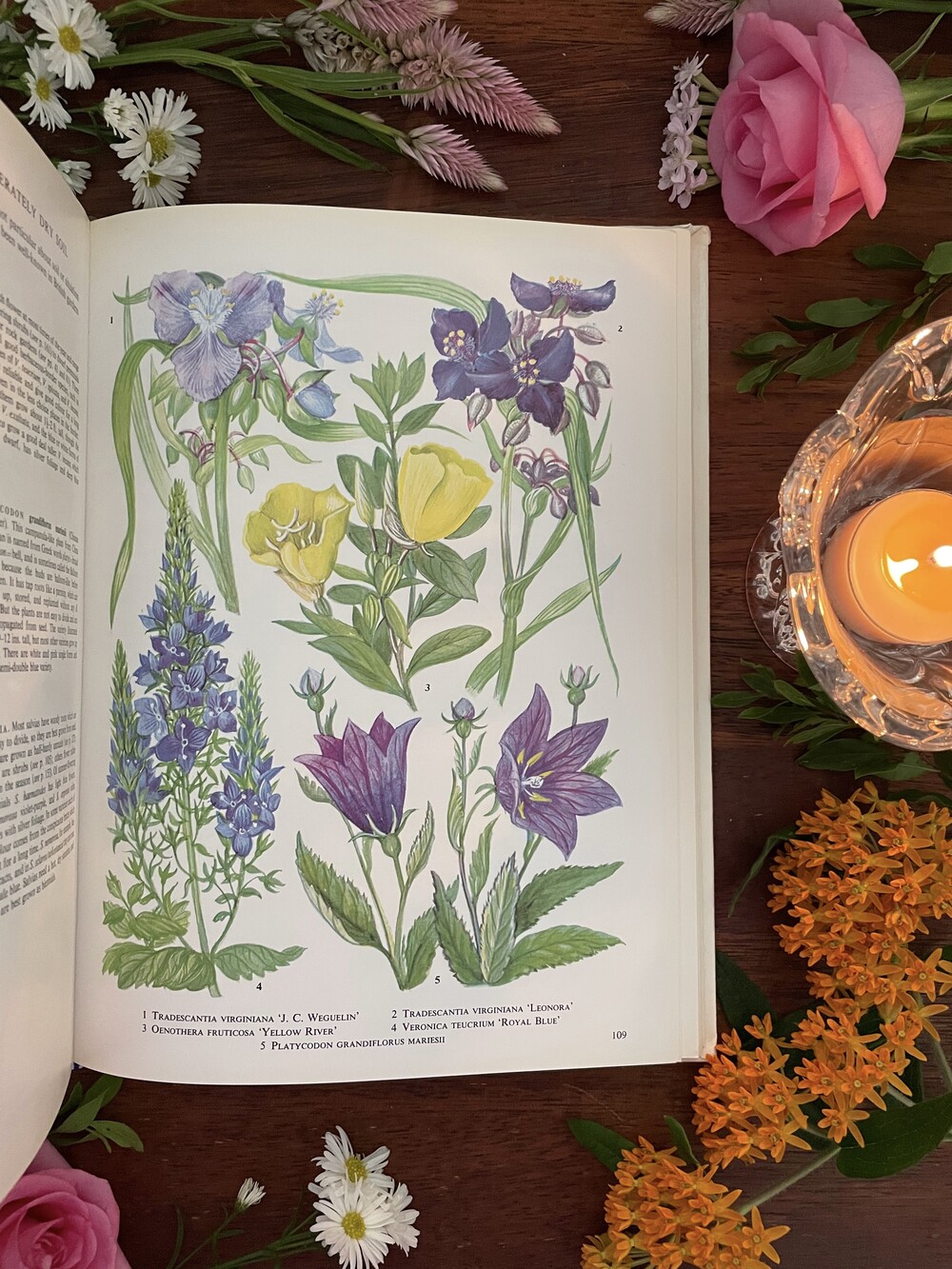 [재입고] vintage garden flower book, England