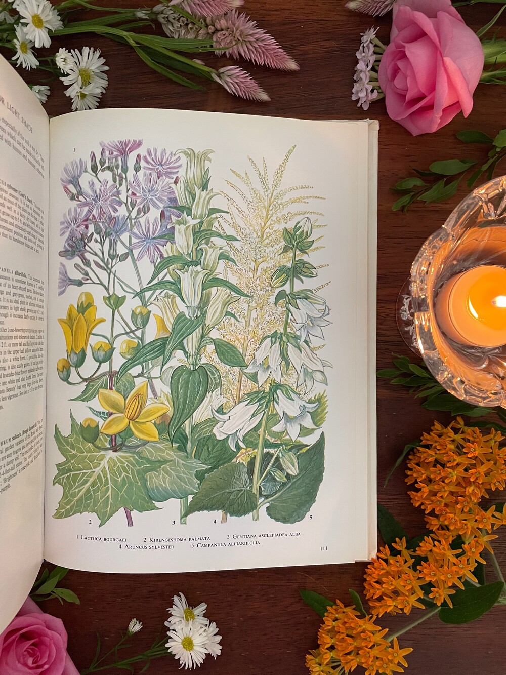 [재입고] vintage garden flower book, England