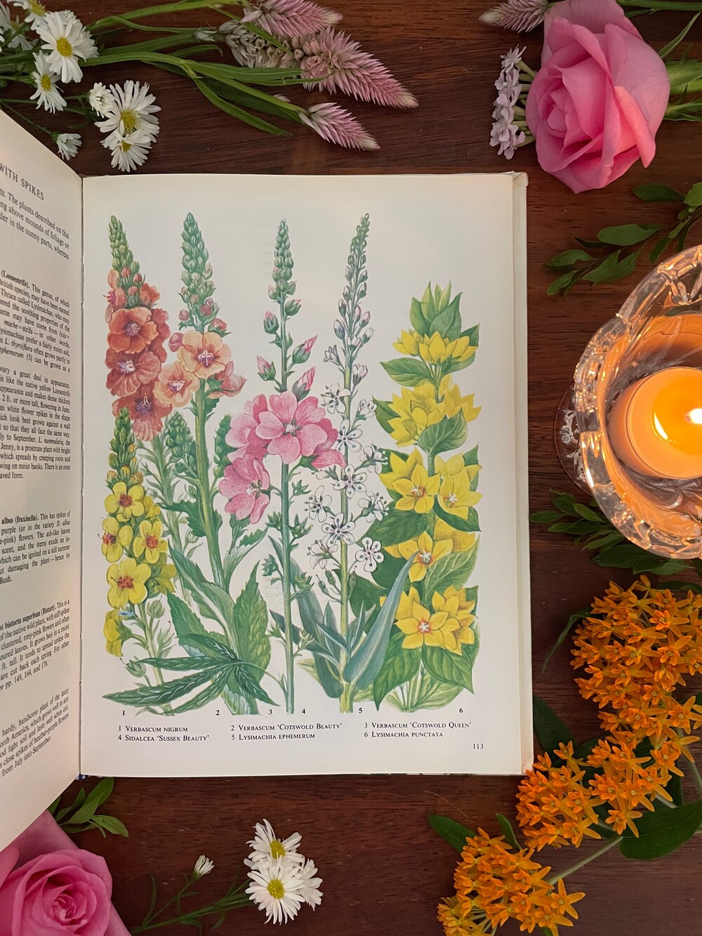 [재입고] vintage garden flower book, England