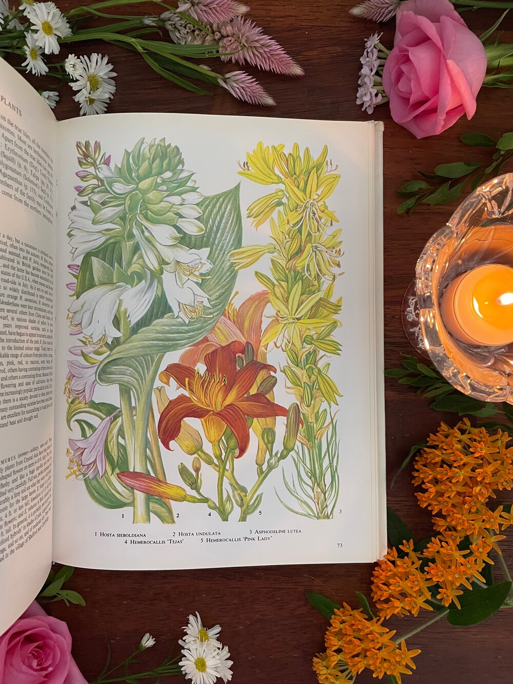 [재입고] vintage garden flower book, England