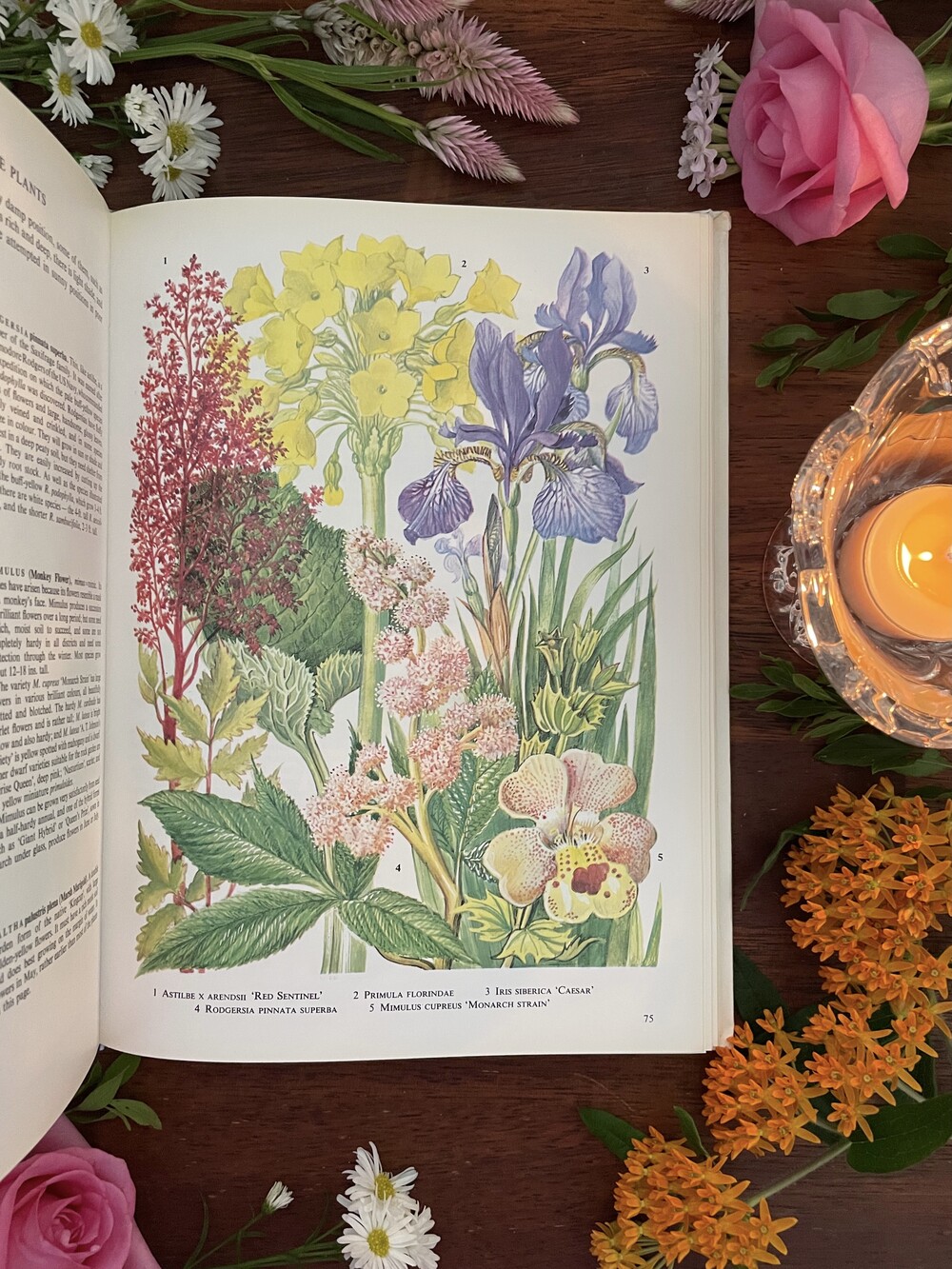 [재입고] vintage garden flower book, England