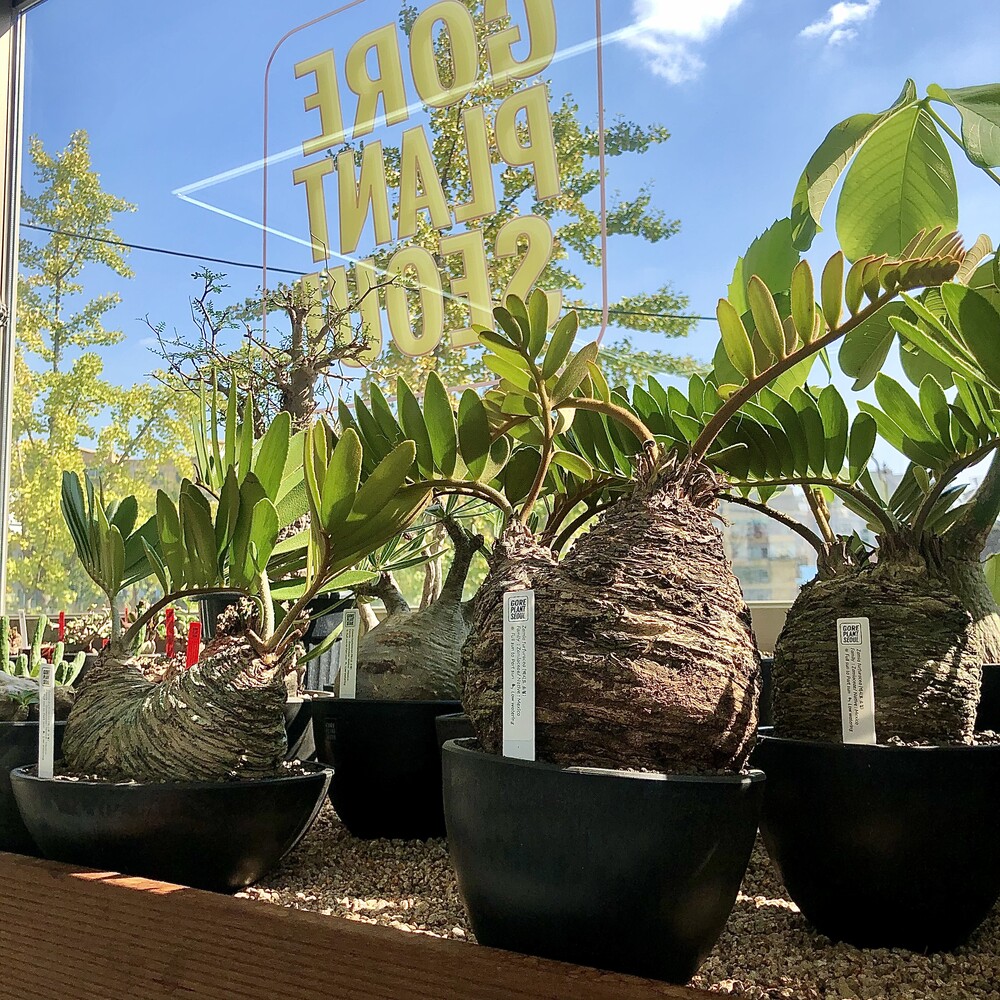 고어 플랜트 서울 (GORE PLANT SEOUL)