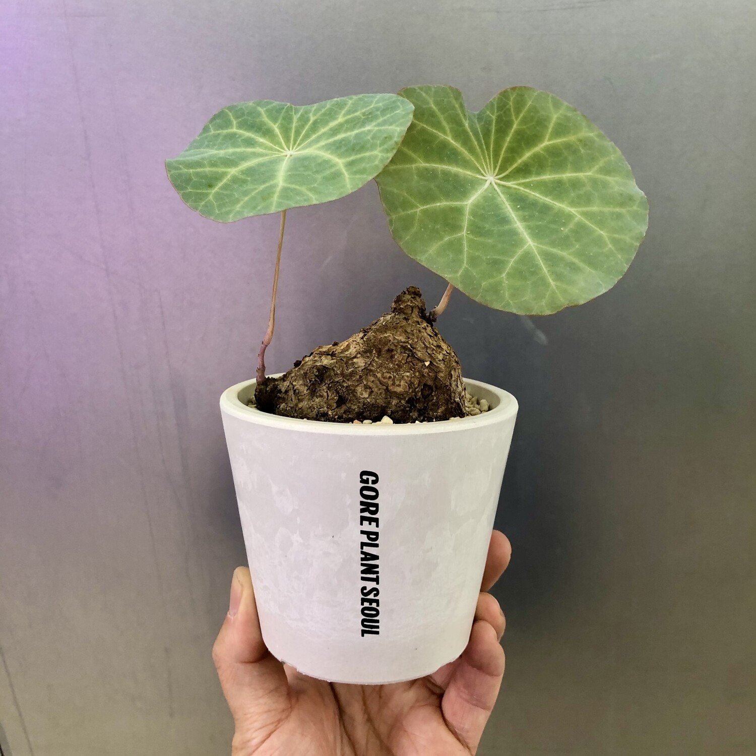 2021 S/S GORE PLANT Collection #Stephania nova | 고어플랜트서울 (GORE PLANT SEOUL)