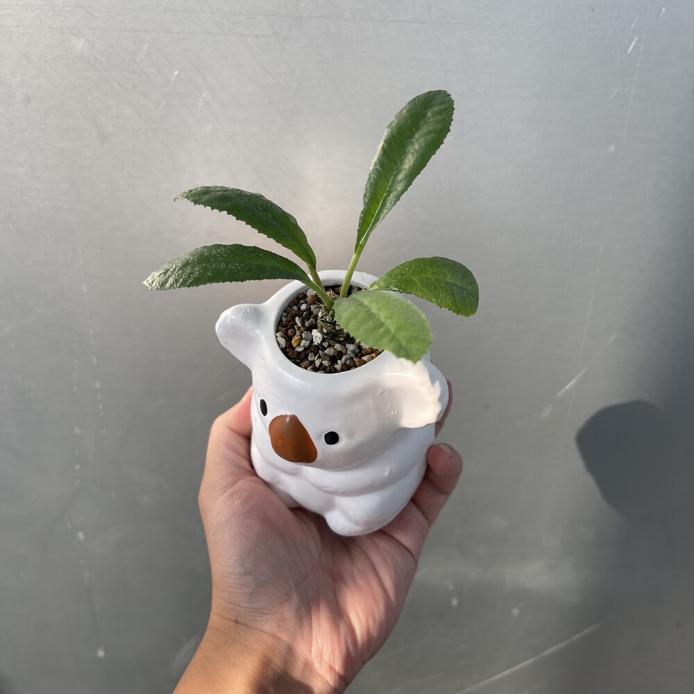 고어플랜트서울 (GORE PLANT SEOUL)