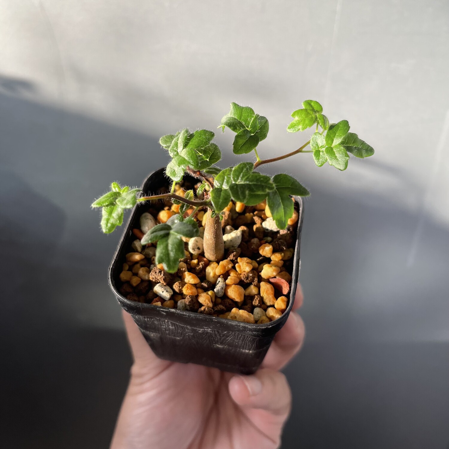Commiphora monstruosa (seeding) 22-01