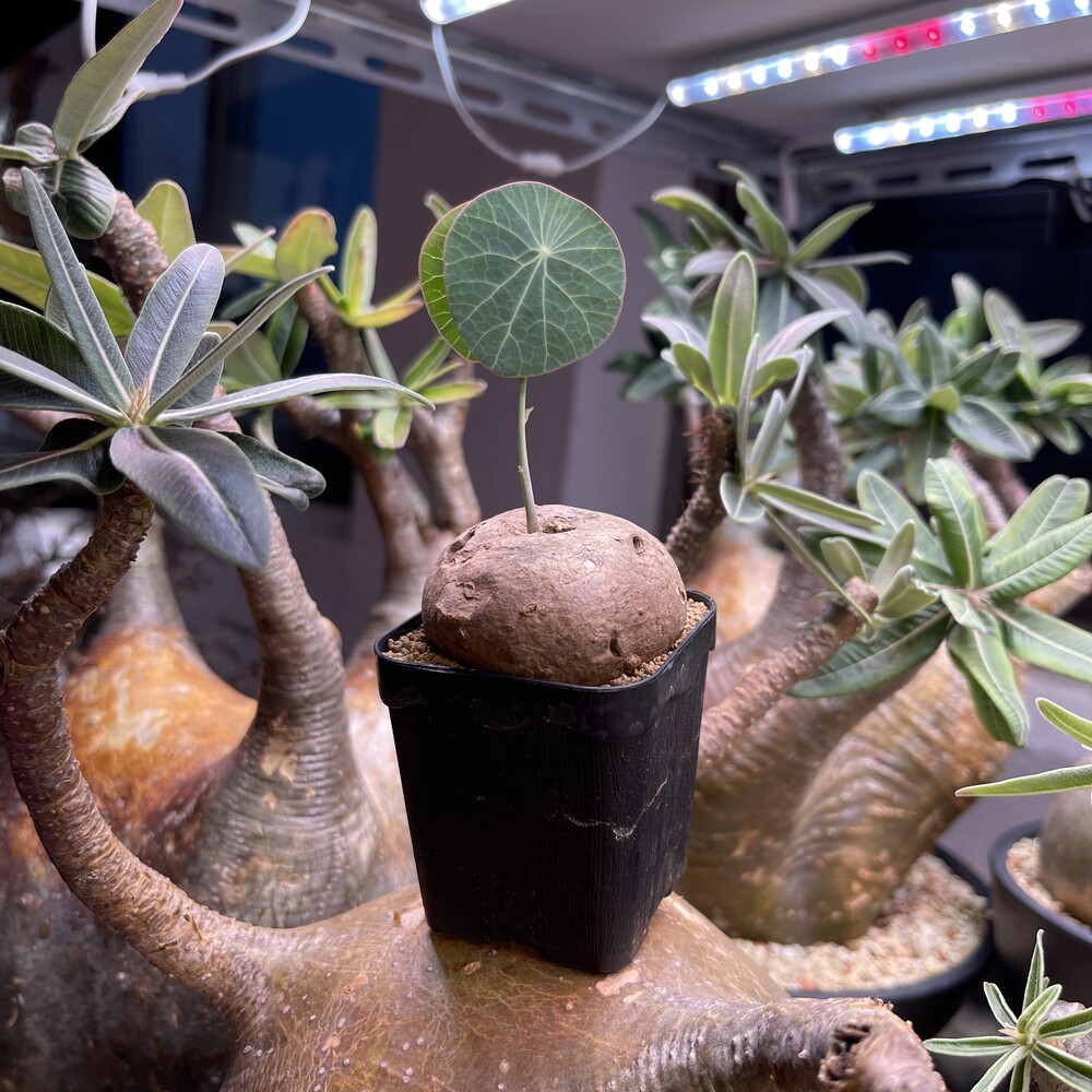 Stephania erecta 25-12