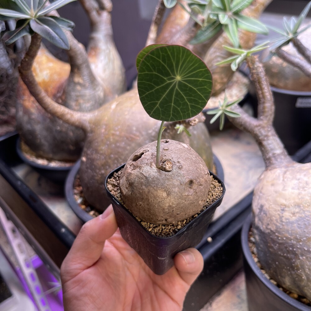 Stephania erecta 25-12