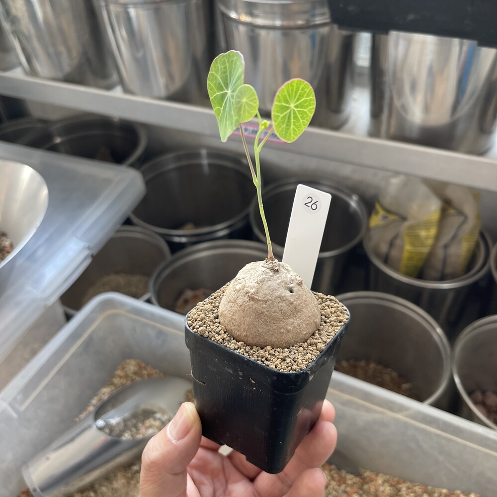 Stephania erecta 25-26