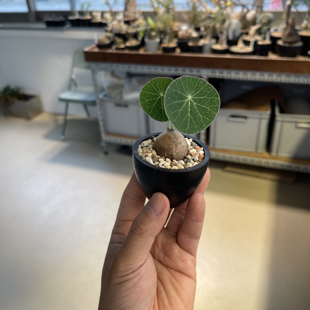 Stephania erecta 25-59