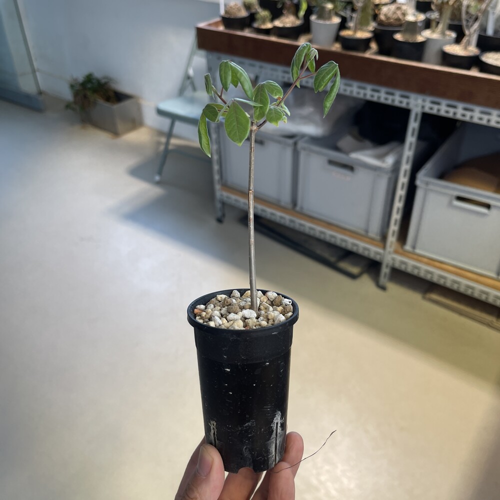 Commiphora mafaidoha 25 - 69