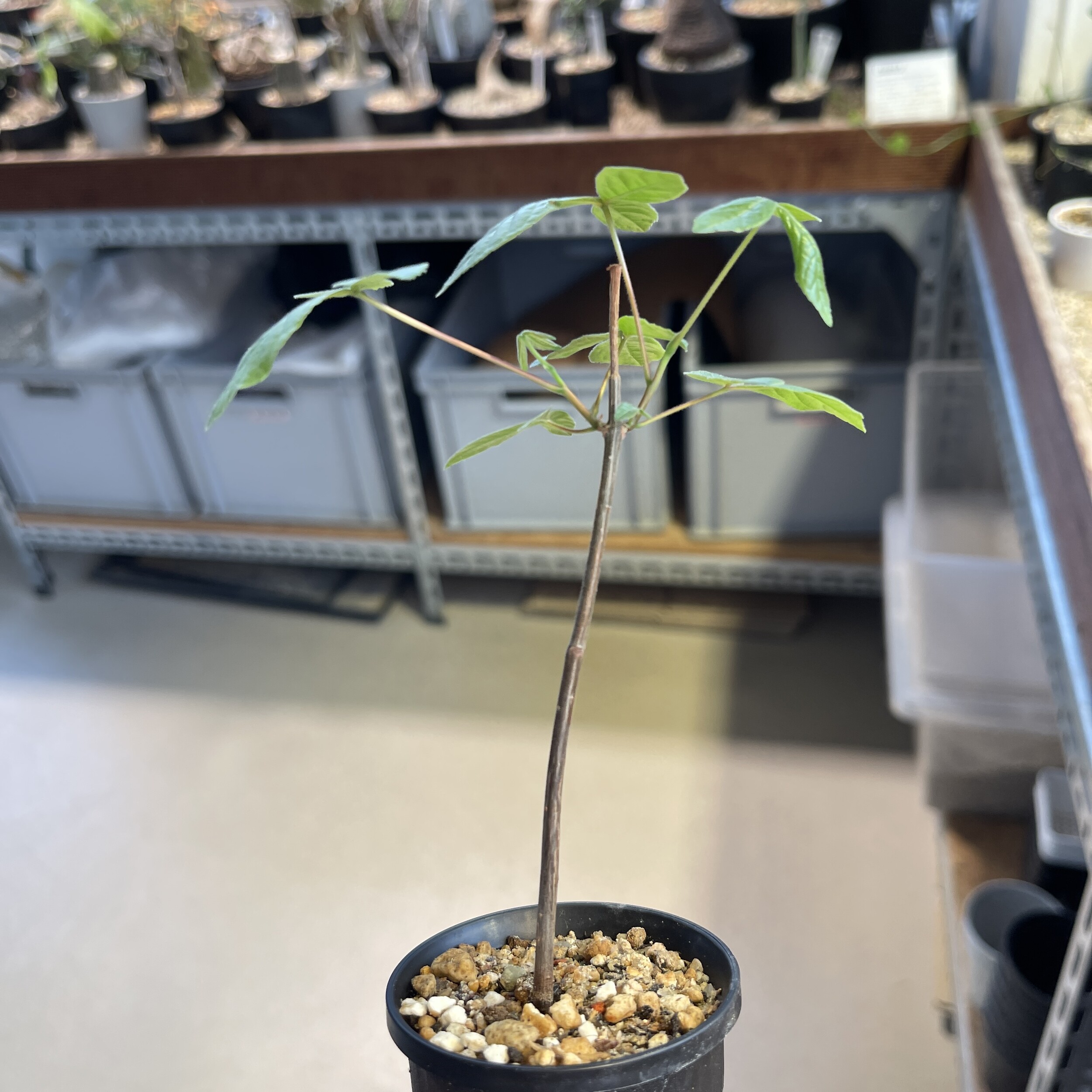 Commiphora mafaidoha 25 - 67