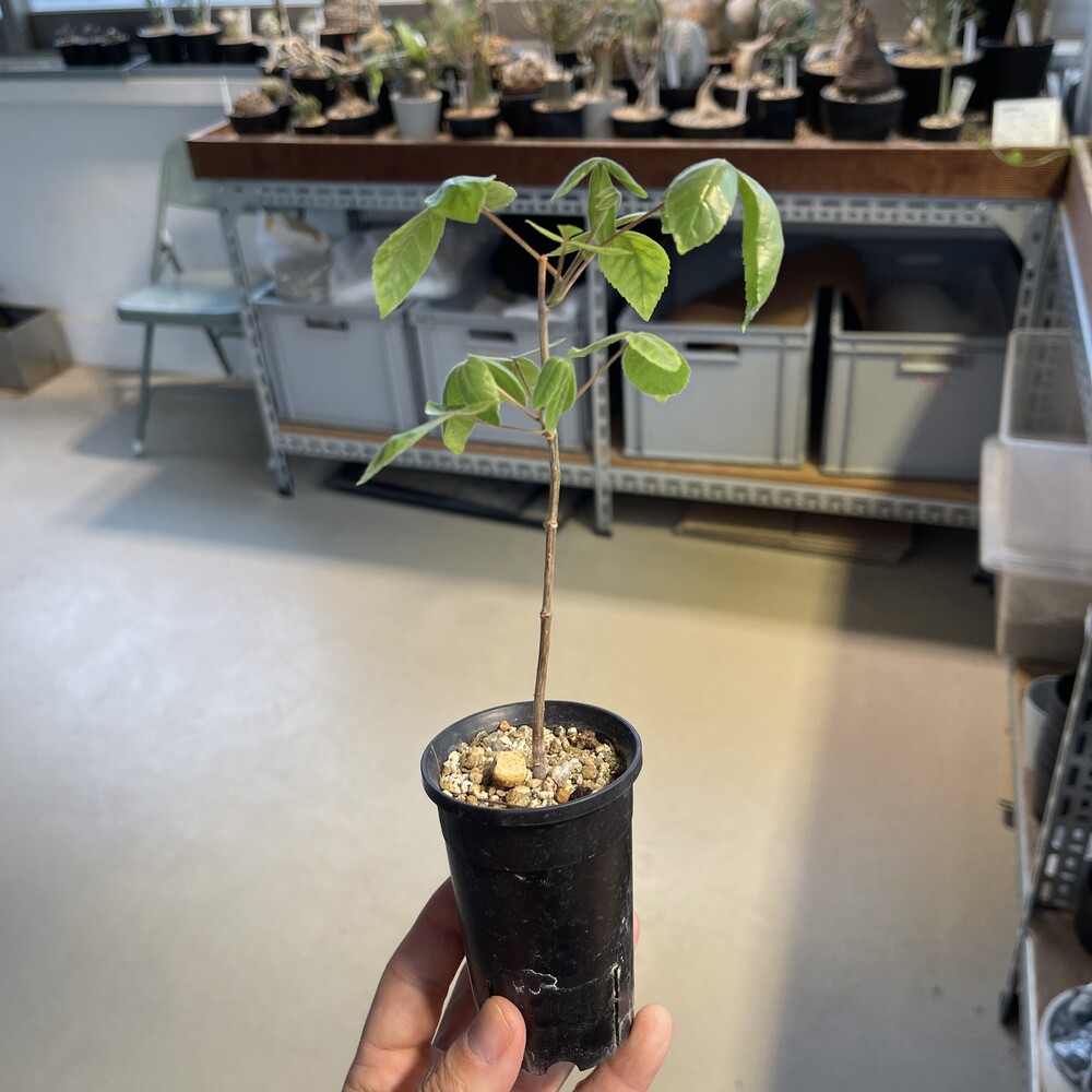 Commiphora mafaidoha 25 - 65