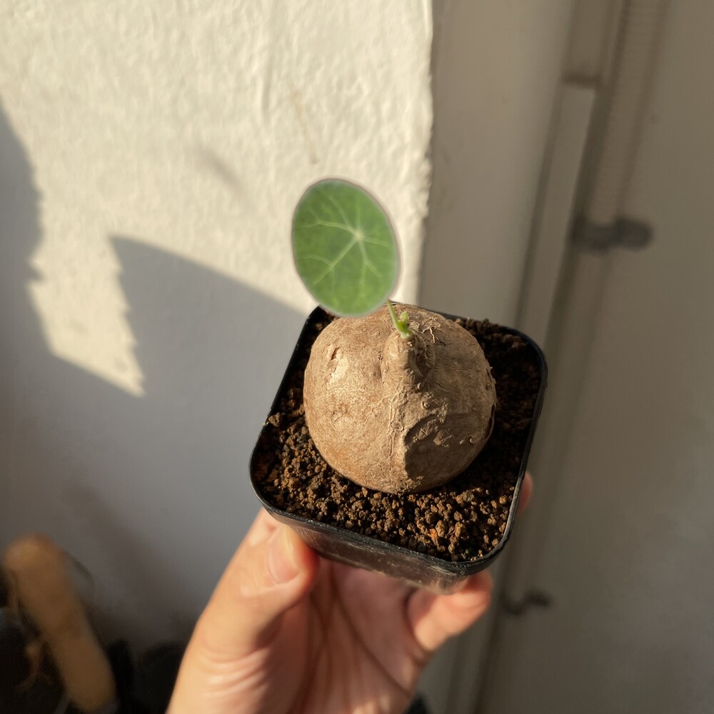 Stephania erecta 25-54