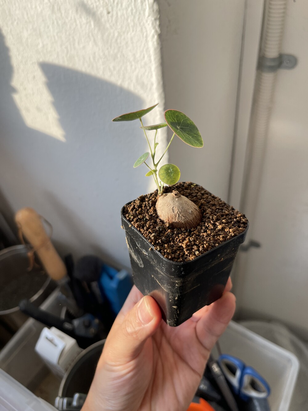 Stephania erecta 25-58