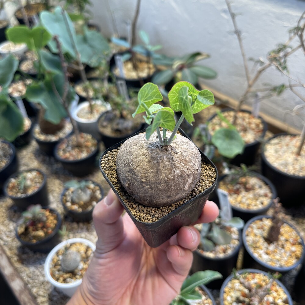 Stephania erecta 25-27