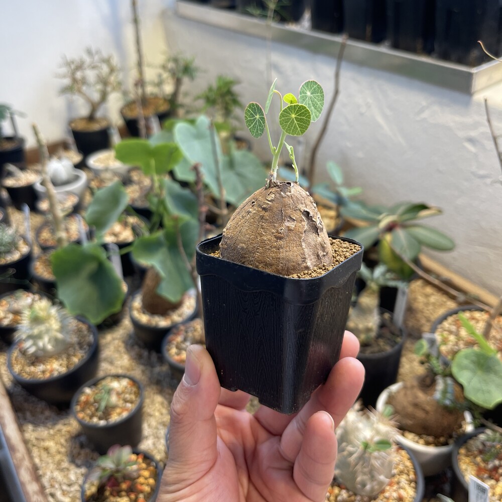 Stephania erecta 25-58