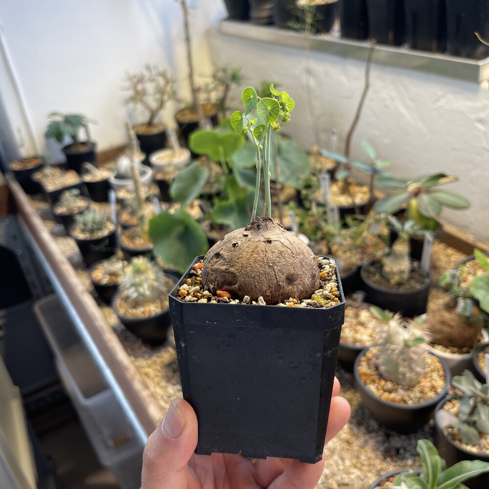 Stephania erecta 25-30