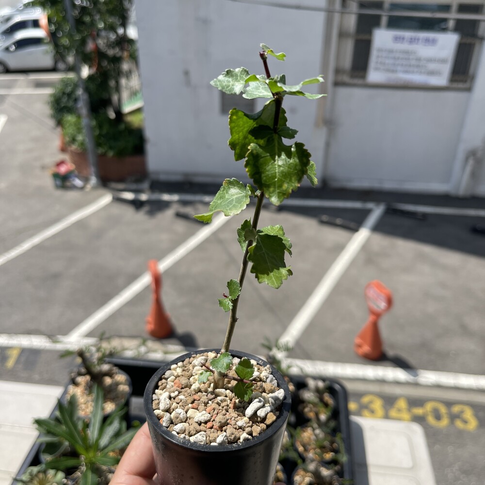 Commiphora wightii 25-24