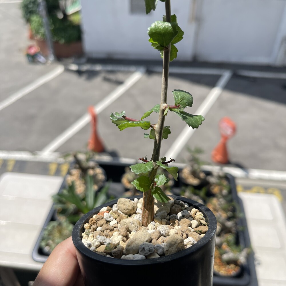 Commiphora wightii 25-23