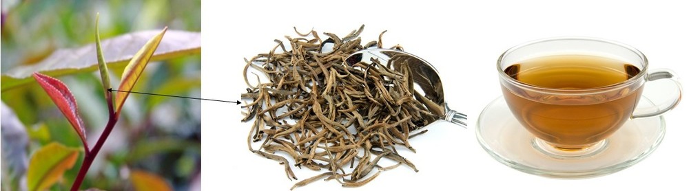 실론 골든팁스(Ceylon Golden tips) TP.처음