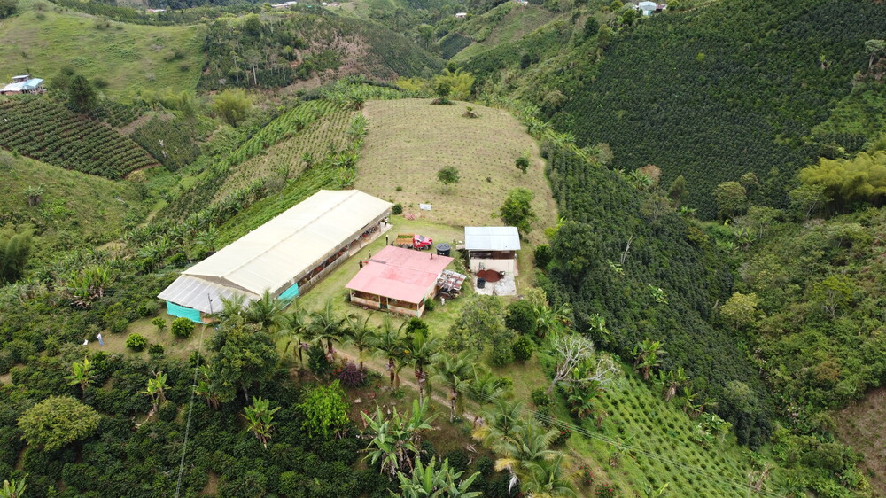 [생두] 콜롬비아 몬테블랑코 모히토 퍼플 카투라 인퓨즈드 워시드