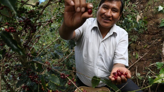 페루 산타 모니카 라울 마마니 게이샤 워시드