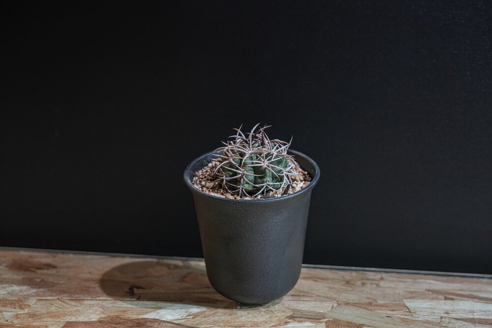 호저환, Gymnocalycium castellanosii ssp. ferocius 25-030403