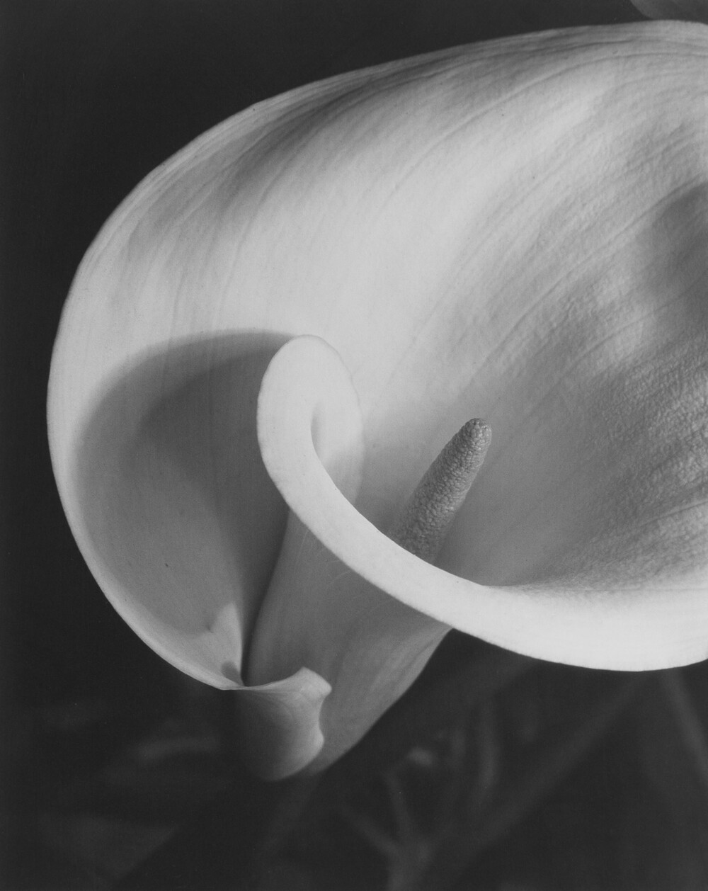 Imogen Cunningham 『Calla, about 1925』