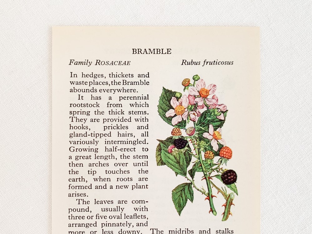 1969 promenade book's berries print