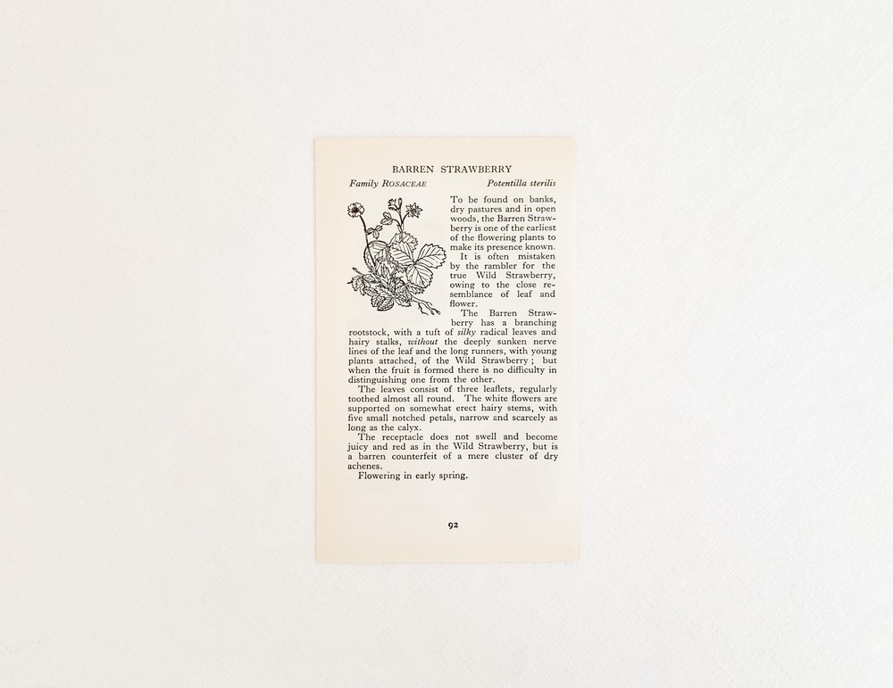 1969 promenade book's berries print