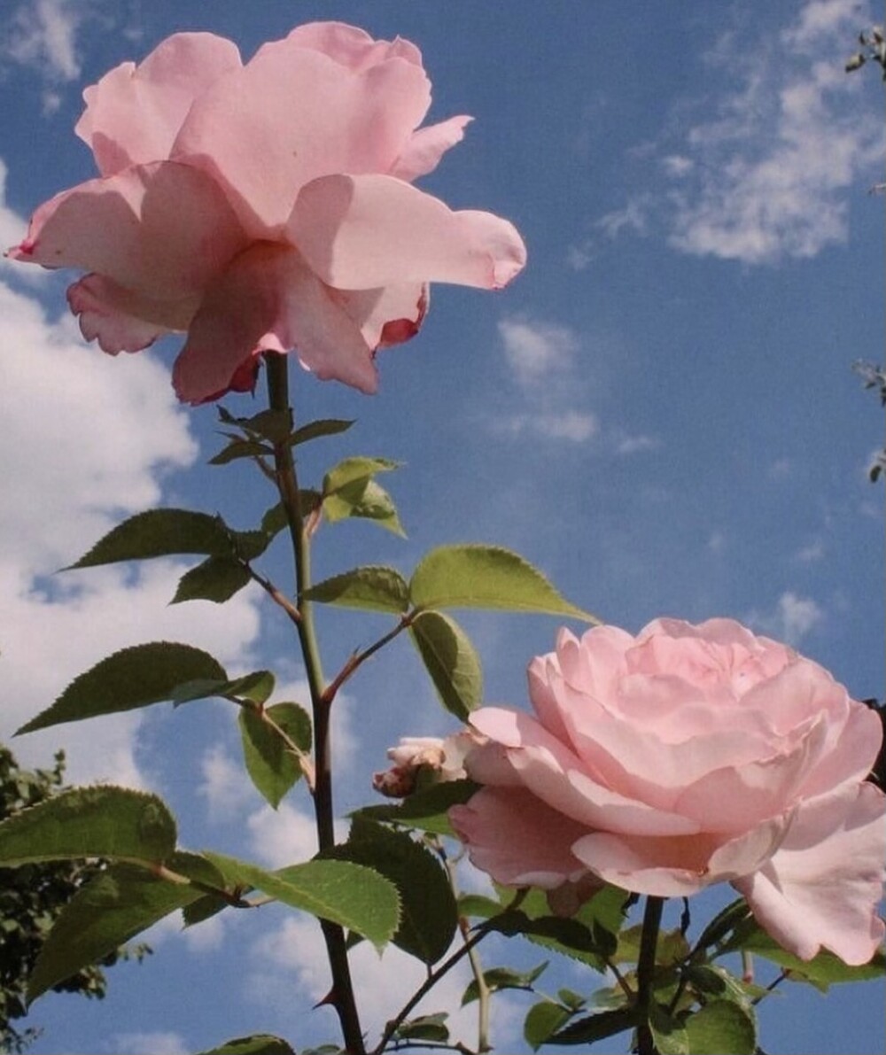 Atelier De Cemoment Hadley Jacket _ Fabric by, Made in Japan [Rose Ash ...