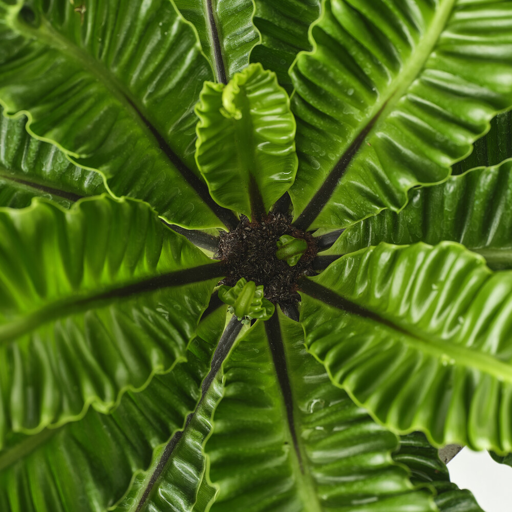 코브라 아비스 Asplenium nidus Cobra