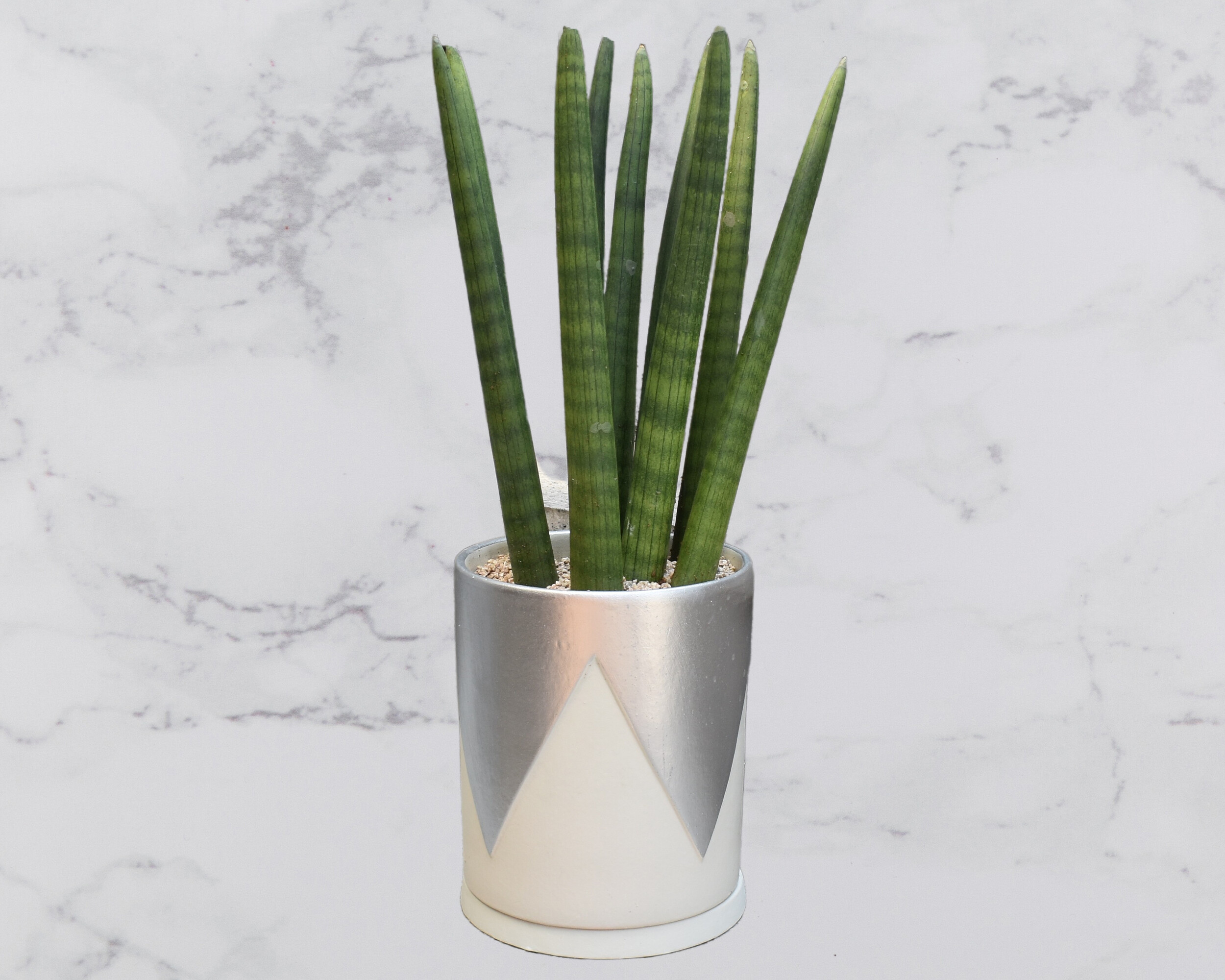 공기정화에 좋은 스투키