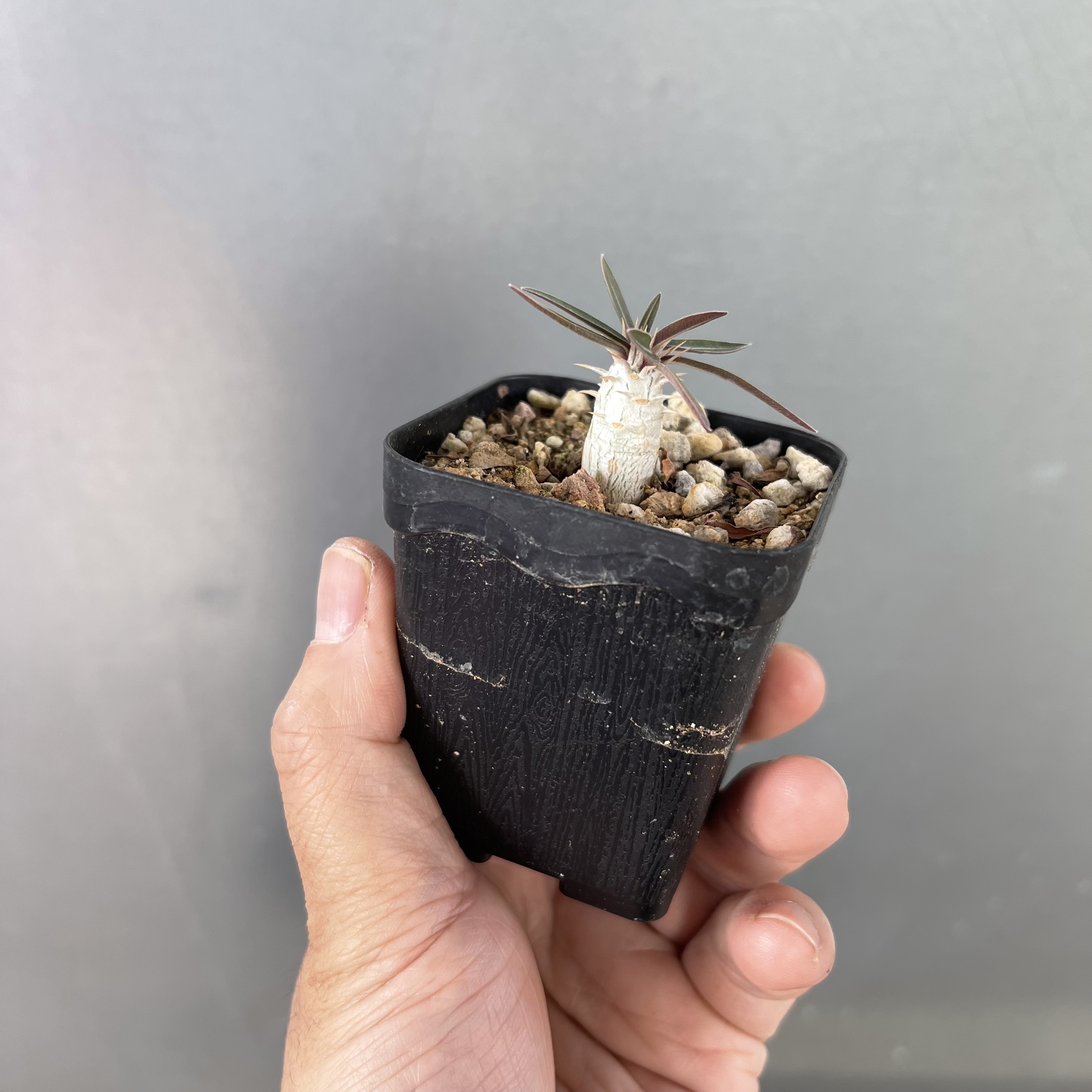 Pachypodium inopinatum 22-s01