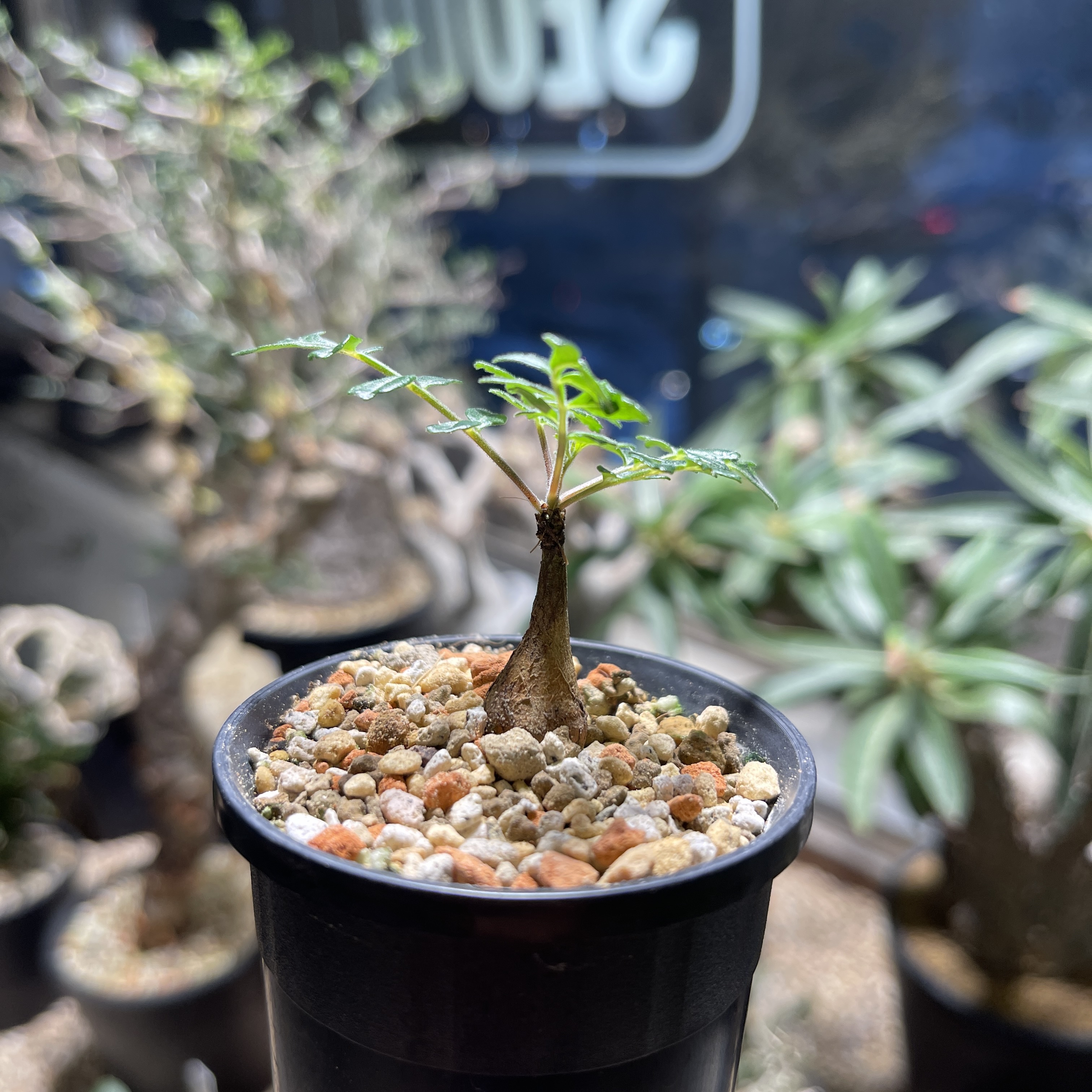 Pachycormus discolor 24 - 88 [성장기]