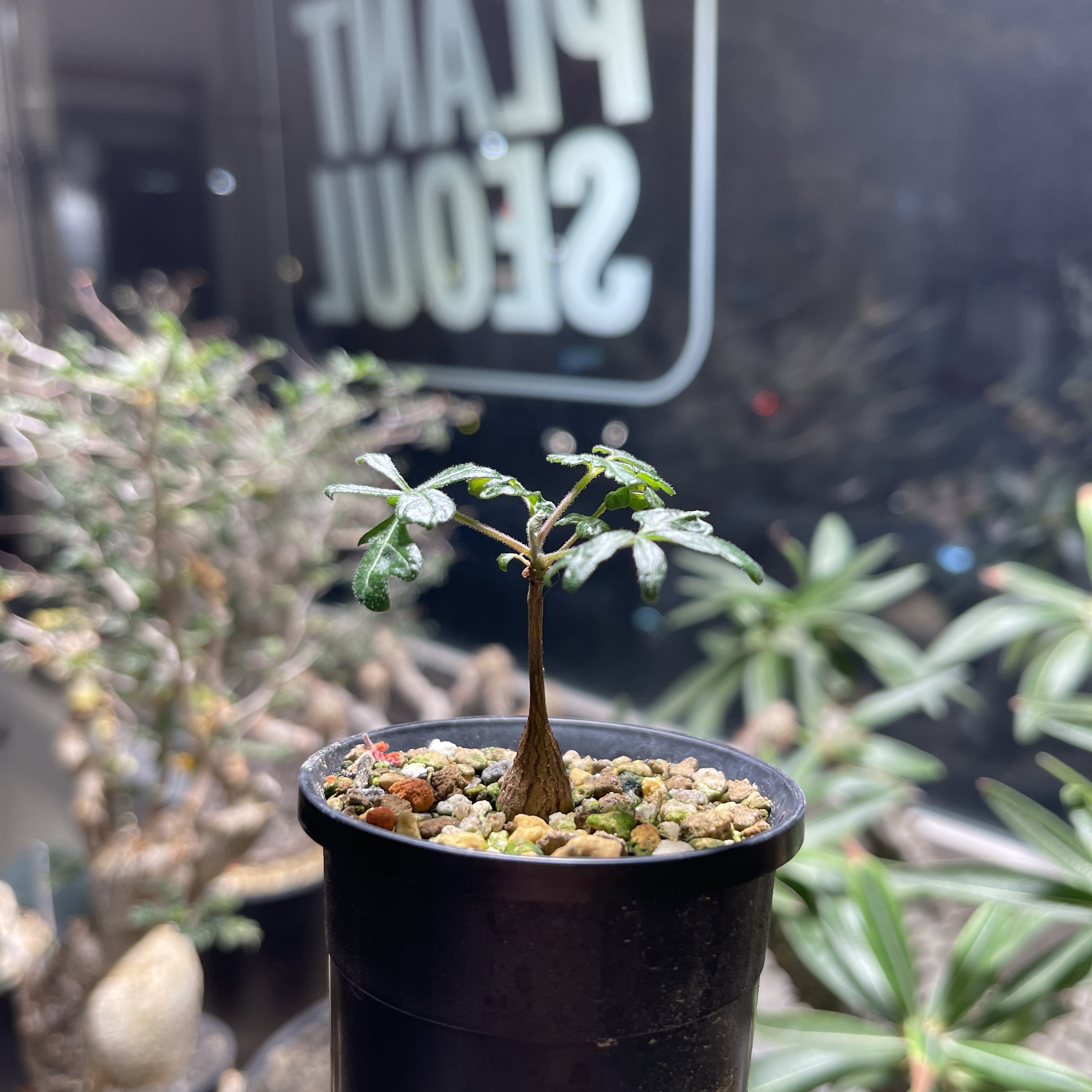 Pachycormus discolor 24 - 82 [성장기]