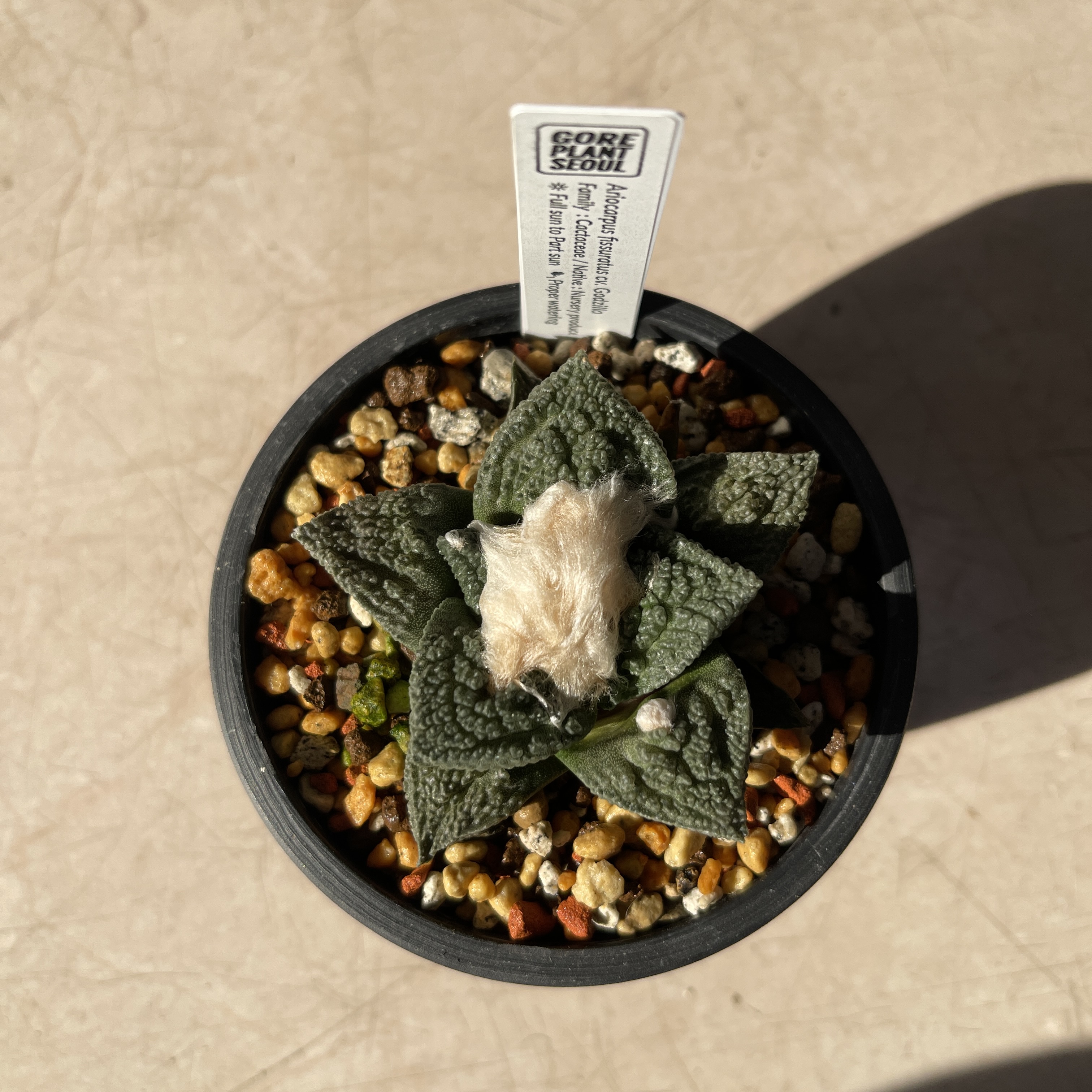 Ariocarpus fissuratus cv. Godzilla 25-02