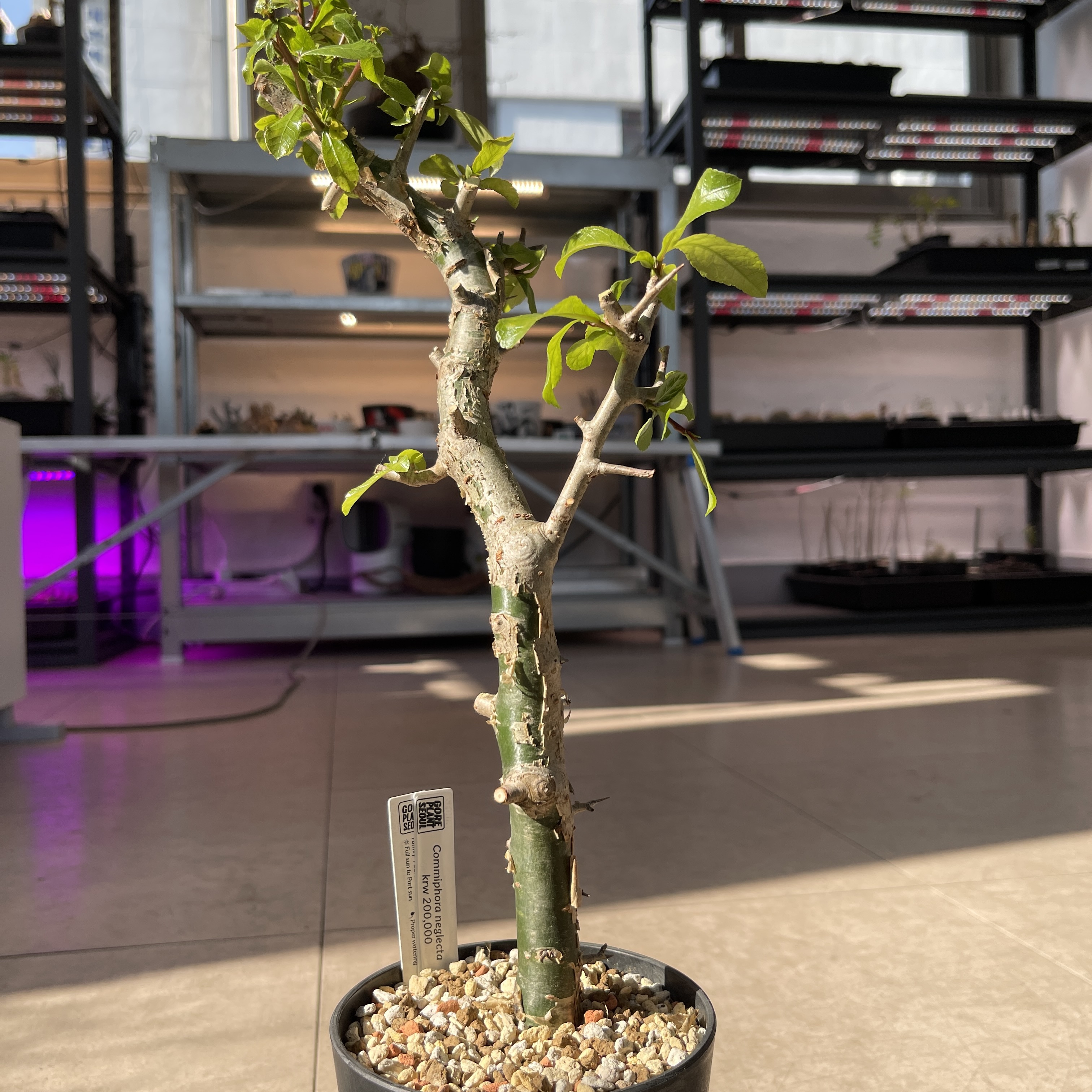 Commiphora neglecta 25-04