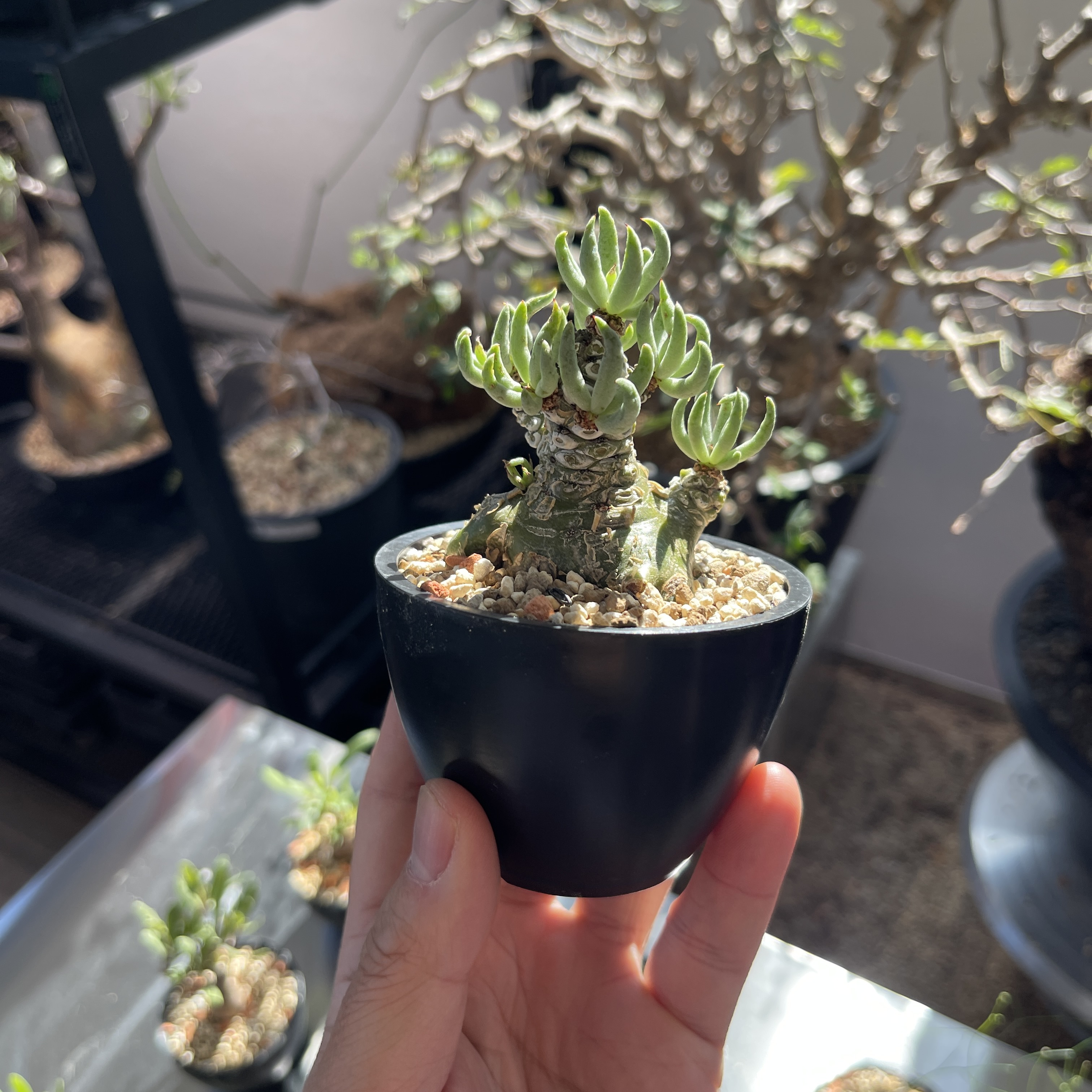 Tylecodon pearsonii 25 - 84