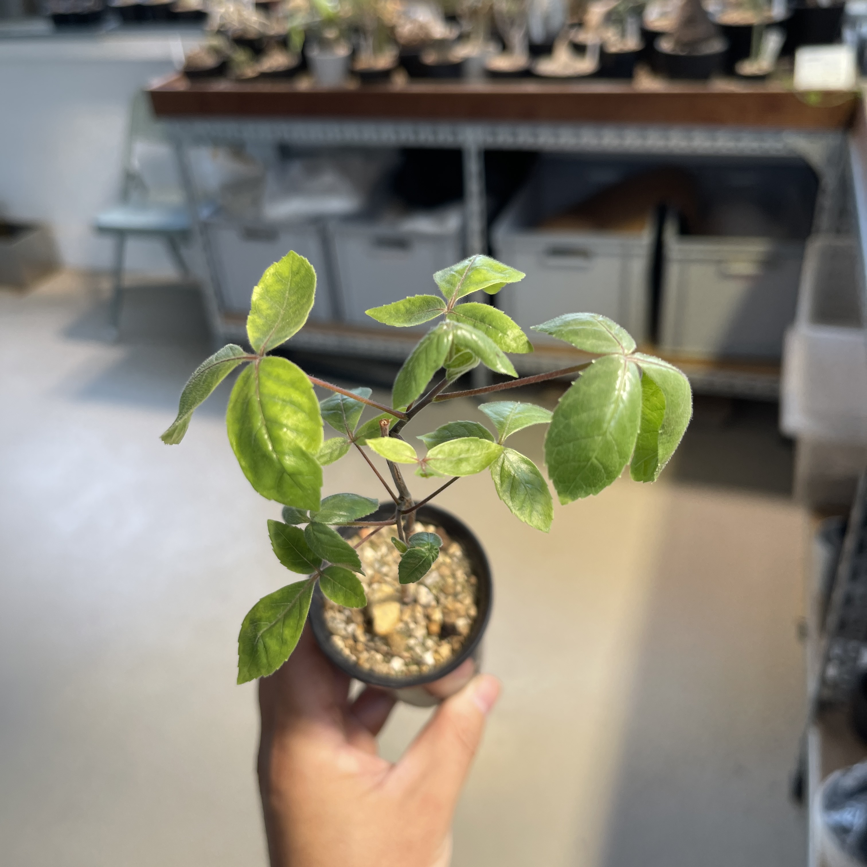 Commiphora mafaidoha 25 - 65