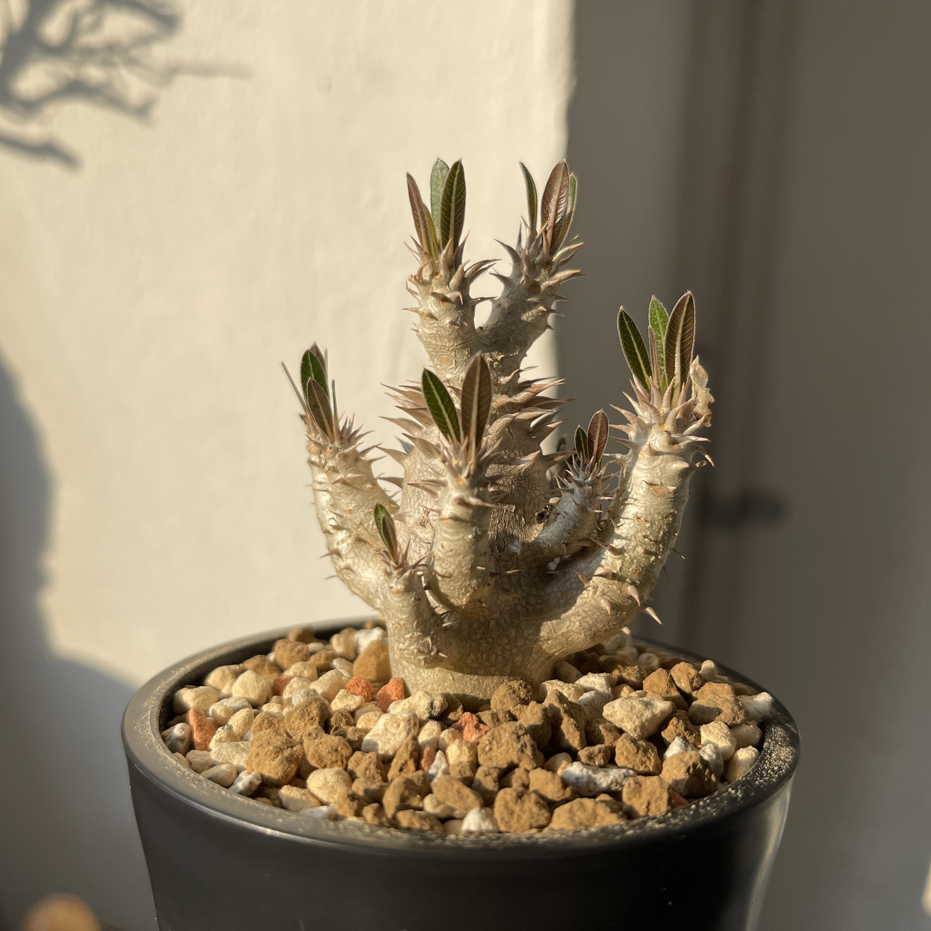 Pachypodium inopinatum 25-67