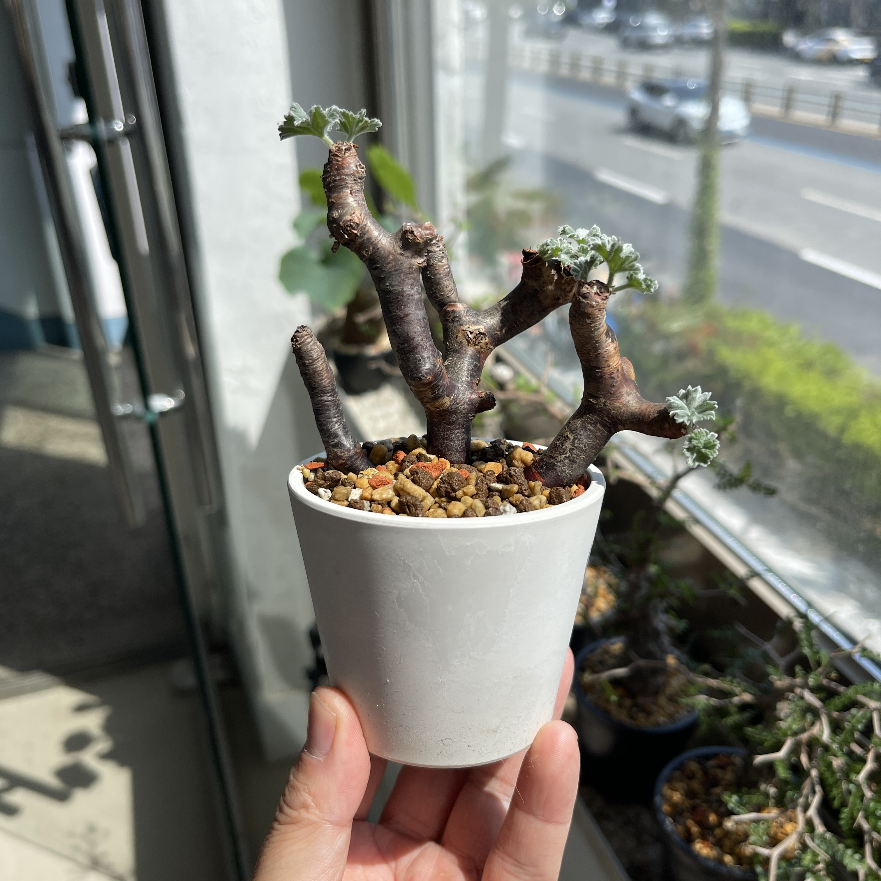 Pelargonium mirabile [Wild] 25-48