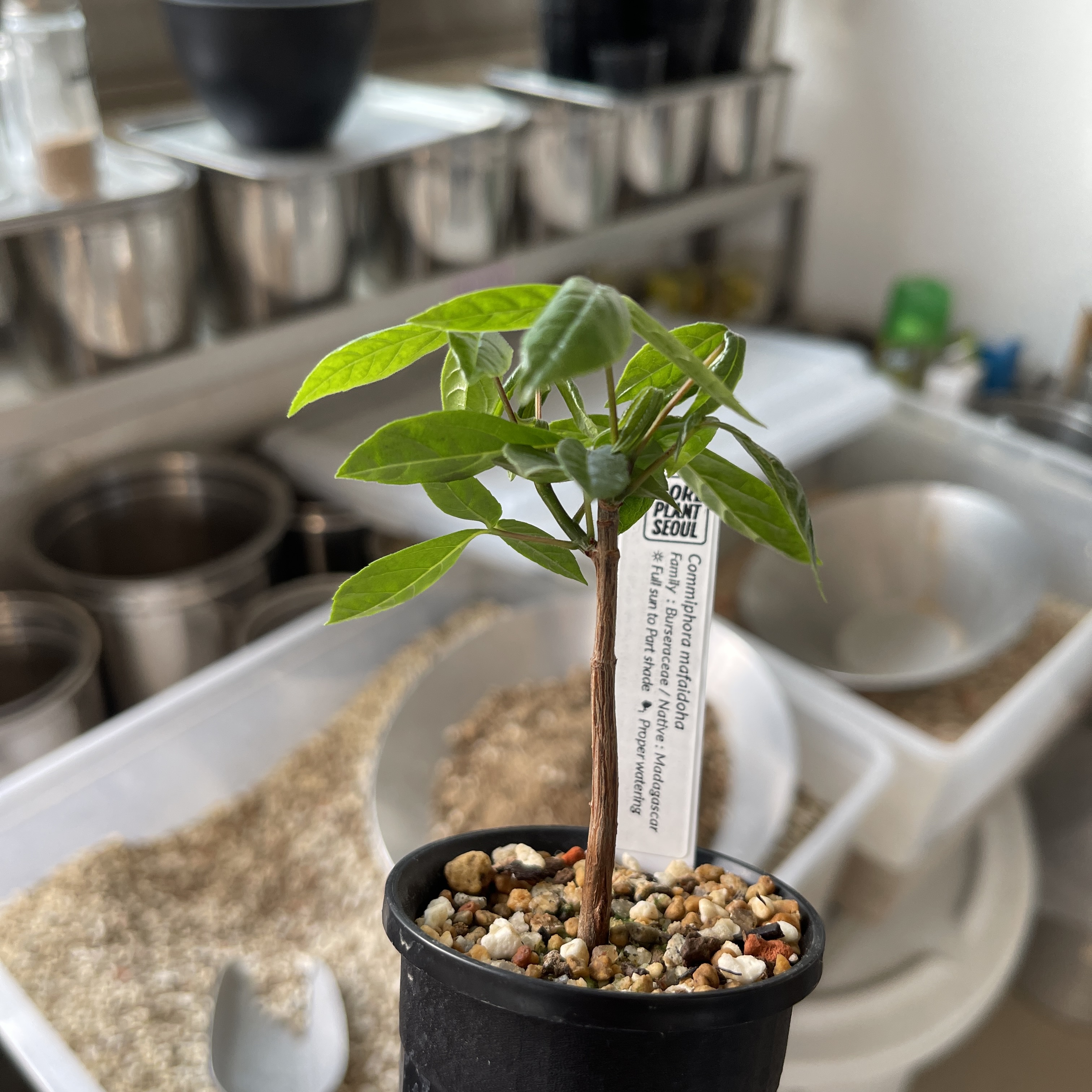 Commiphora mafaidoha 25 - 38