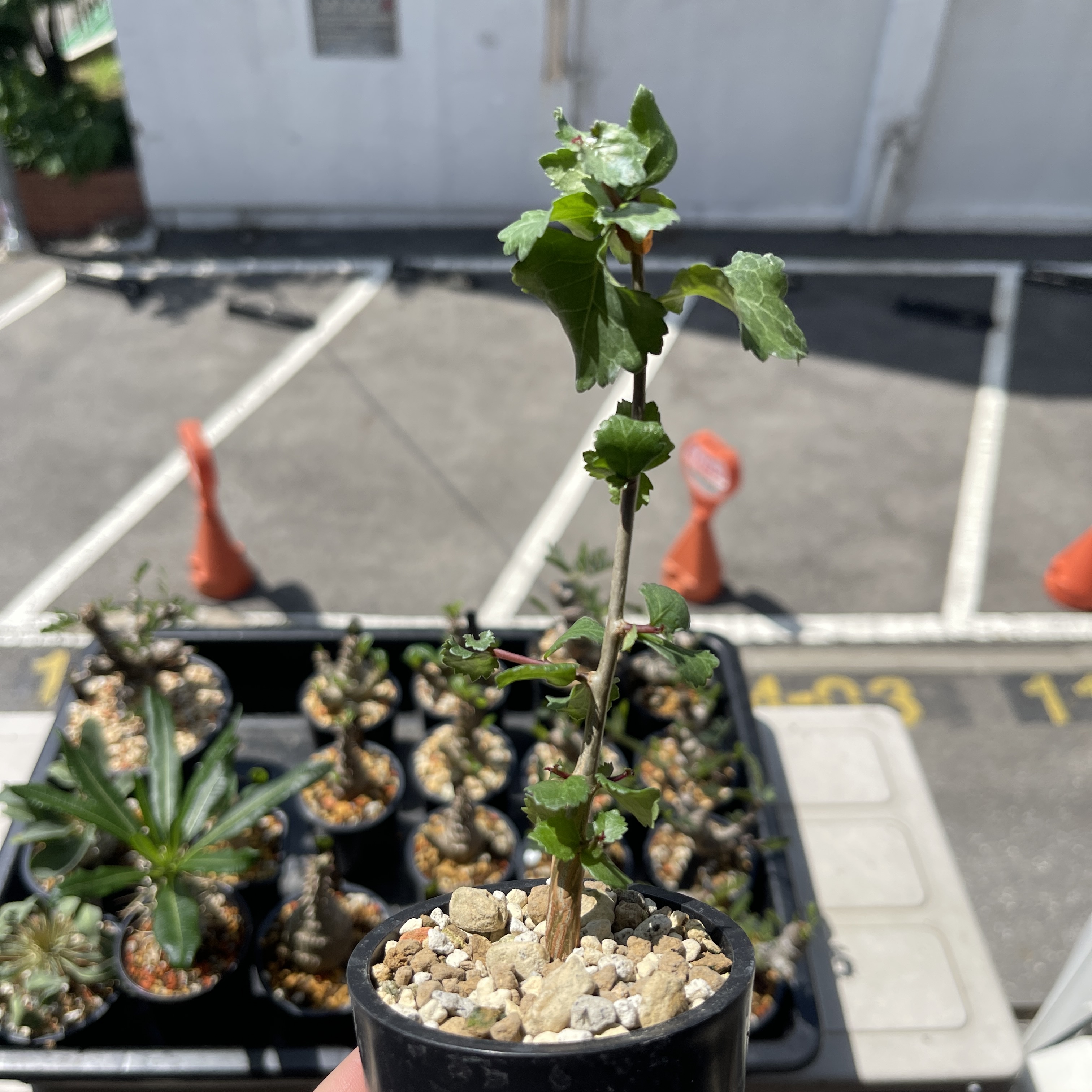 Commiphora wightii 25-23