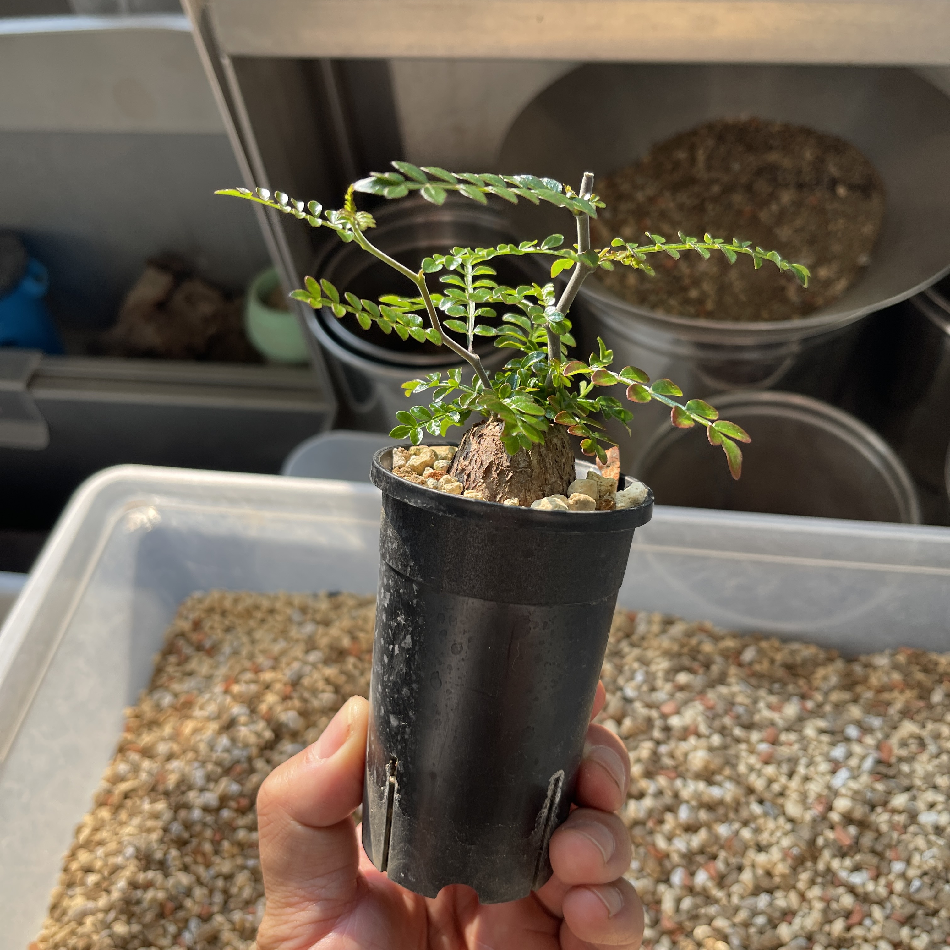 Operculicarya pachypus R/C 25 - 90