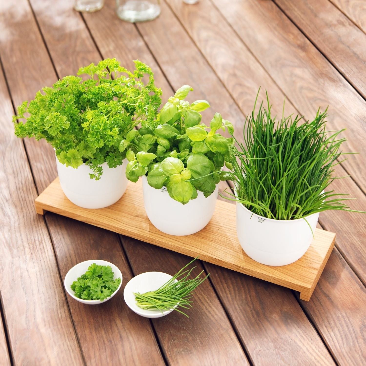 LAB_Herb Garden SET