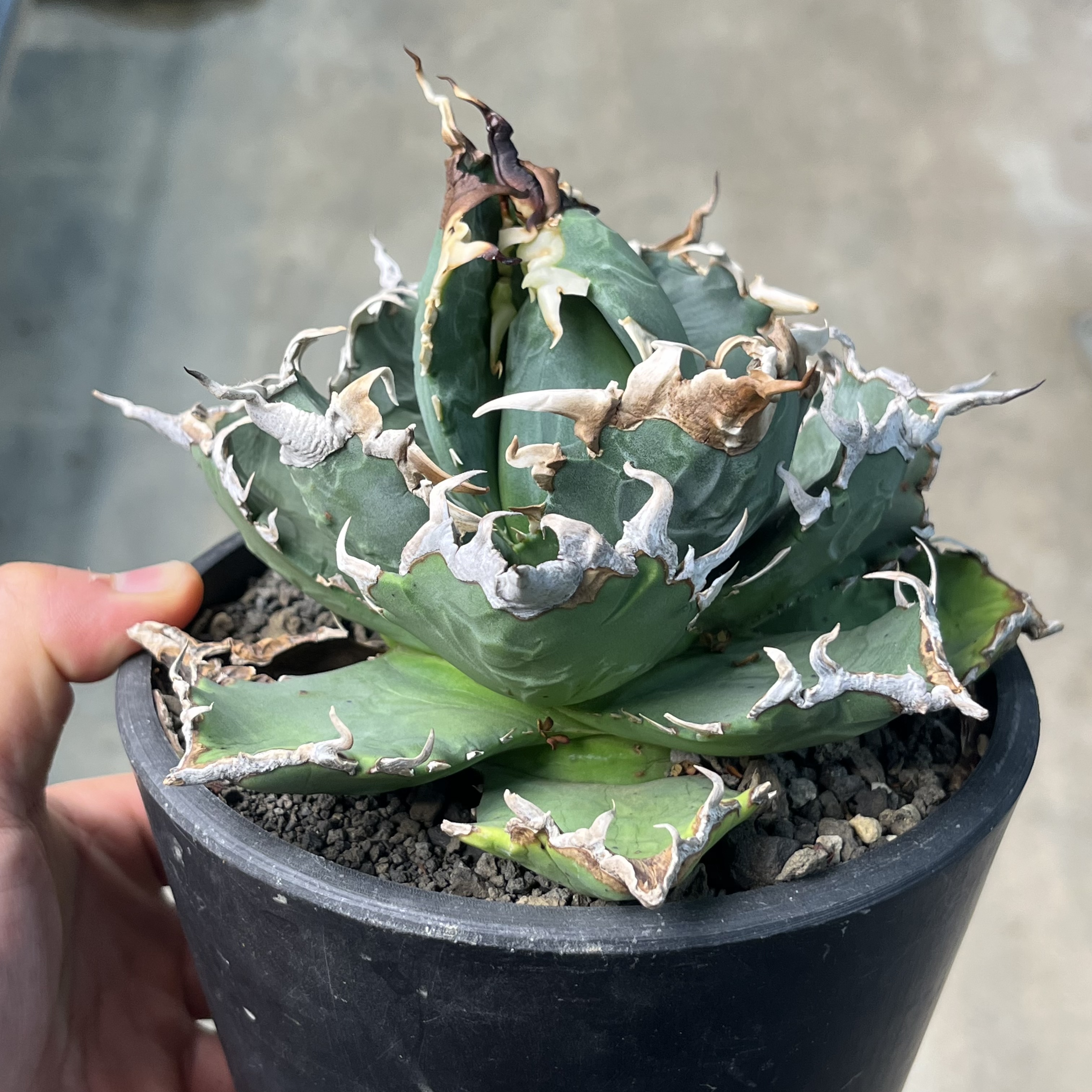 Agave solar eclipse mad thorn