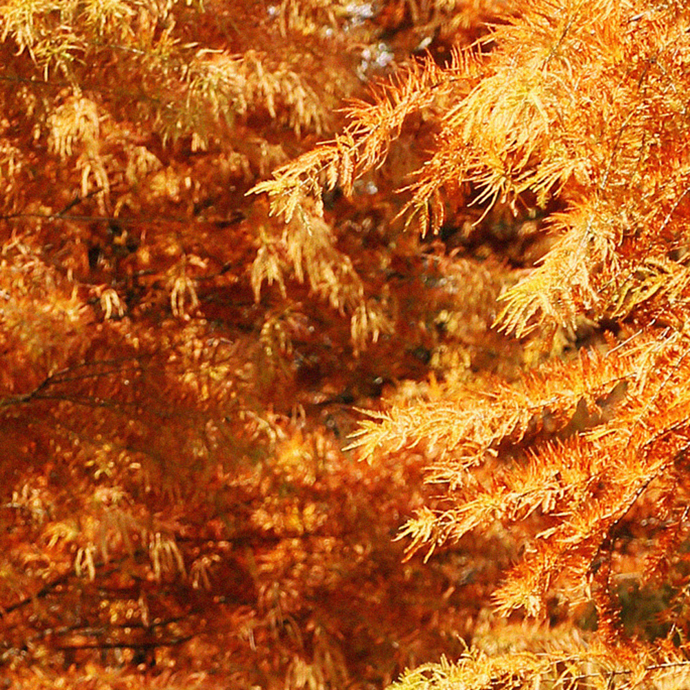 autumn_ full moon